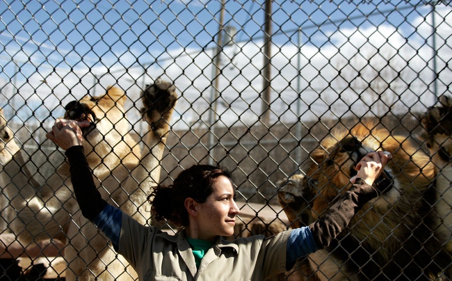 Could Las Vegas support a world-class zoo? This group believes so - Las ...