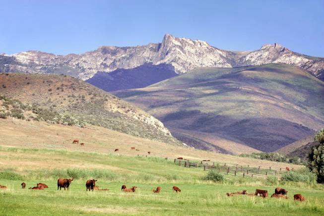 BLM won’t enforce Nevada grazing restrictions in new dispute - Las ...
