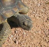 Mojave Max tortoise successor chosen - Las Vegas Sun Newspaper