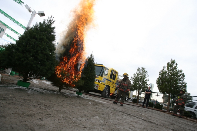 Firefighters show hazard of unwatered Christmas trees - Las Vegas Sun News