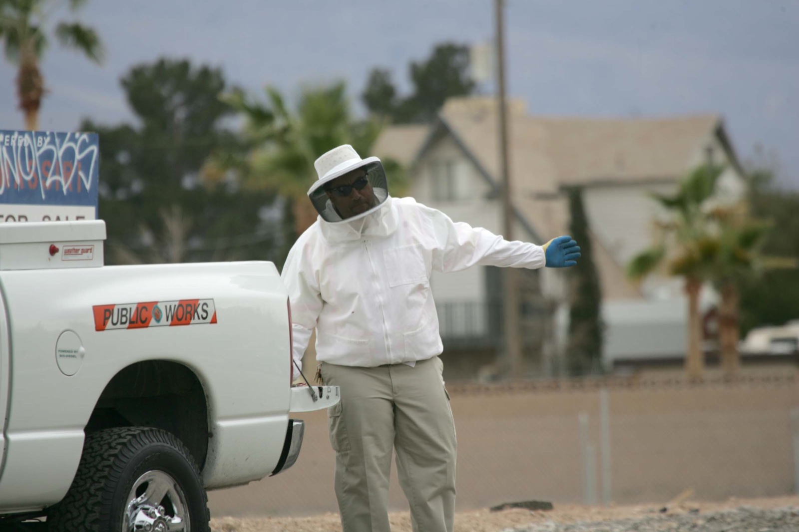 Africanized bees attack man - Las Vegas Sun News