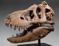 Samson T. Rex fossil displayed at Venetian finds home in Portland - Las ...