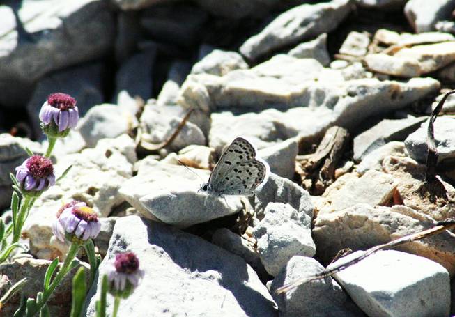 Many Nevada species in danger of going extinct - Las Vegas Sun News