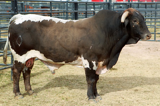 Possibly the toughest bull at the rodeo, this beast weighs nearly a ton ...