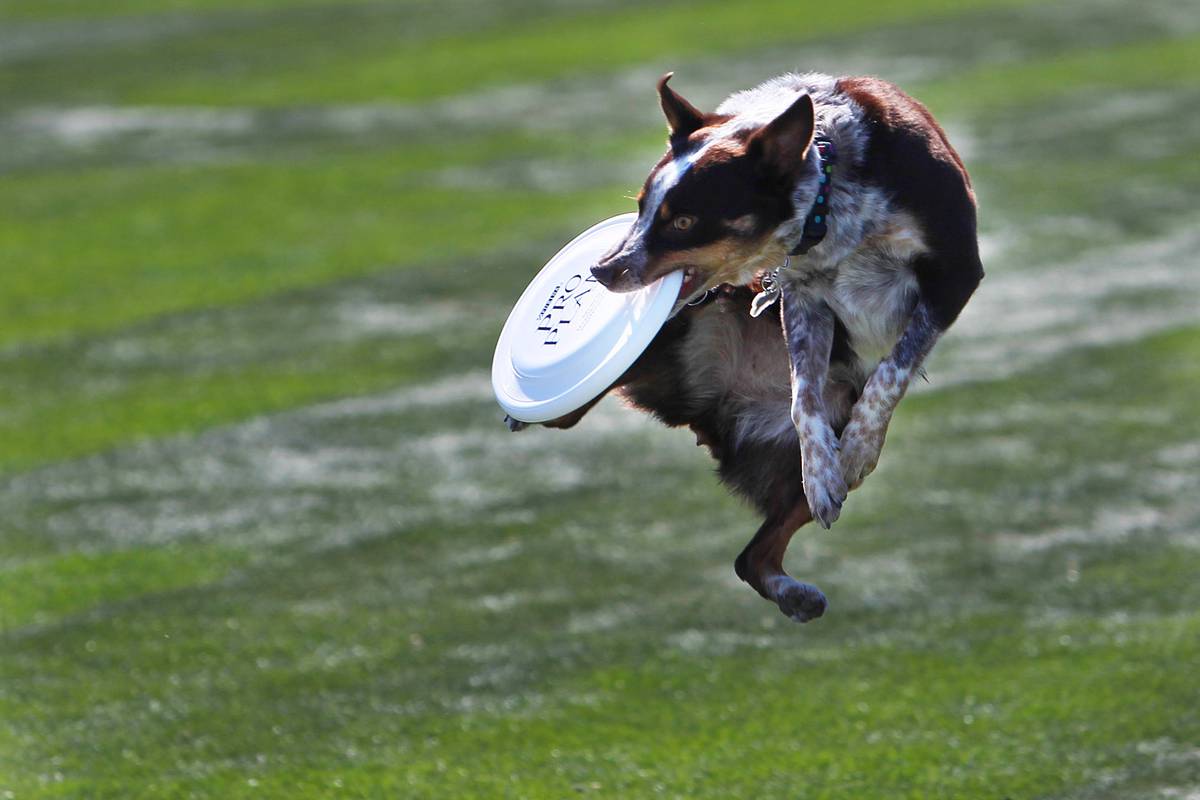 Flying dogs and incredible feats at the Purina Pro Plan Challenge - Las ...