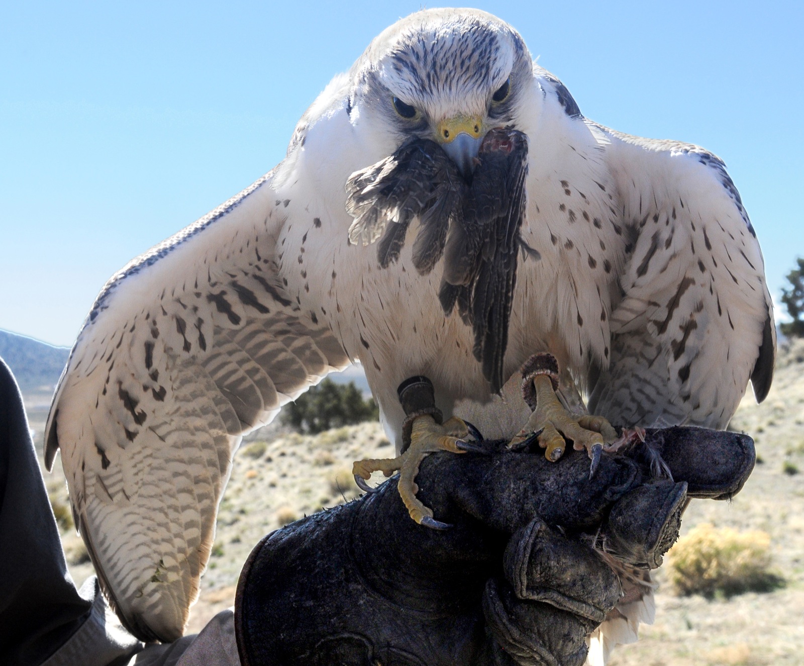 Baby Gyrfalcons Of Predators