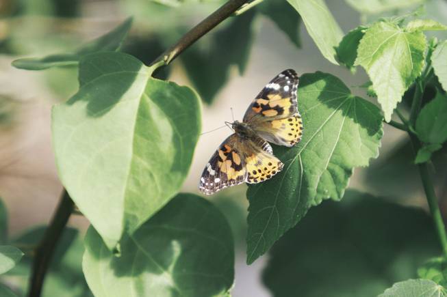 Springs Preserve Butterfly Habitat - The Springs Preserve Botanical ...