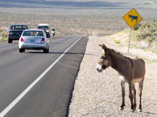Burros - In this file photo, a burro stands along the road ... - Las ...