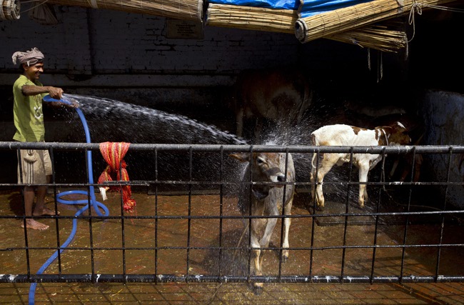 India’s die-hard Hindus push to ban beef in blow to poor - Las Vegas ...