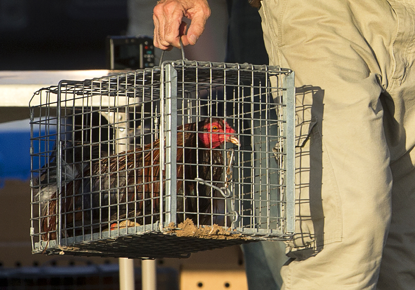 Rooster Raid in East Valley - Las Vegas Sun News