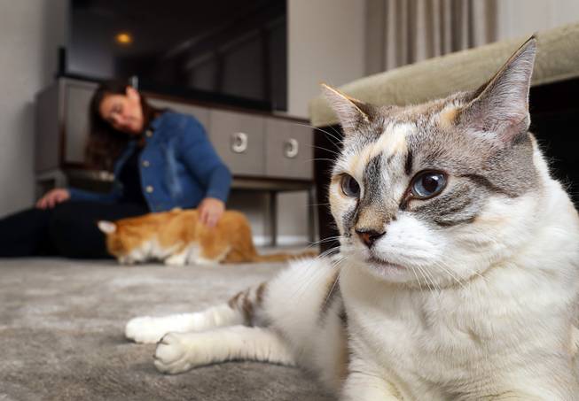 Solve your toughest pet problems - Las Vegas Sun News