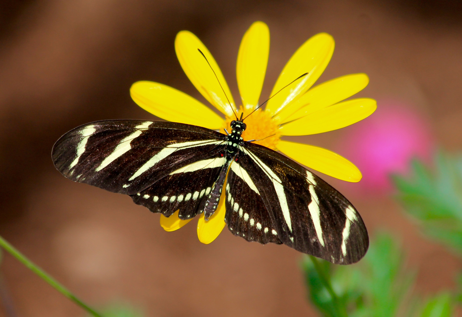 Springs Preserve Butterfly Habitat 2017 - Las Vegas Sun News