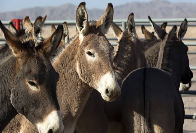 Photograph : Burro Gather near Pahrump