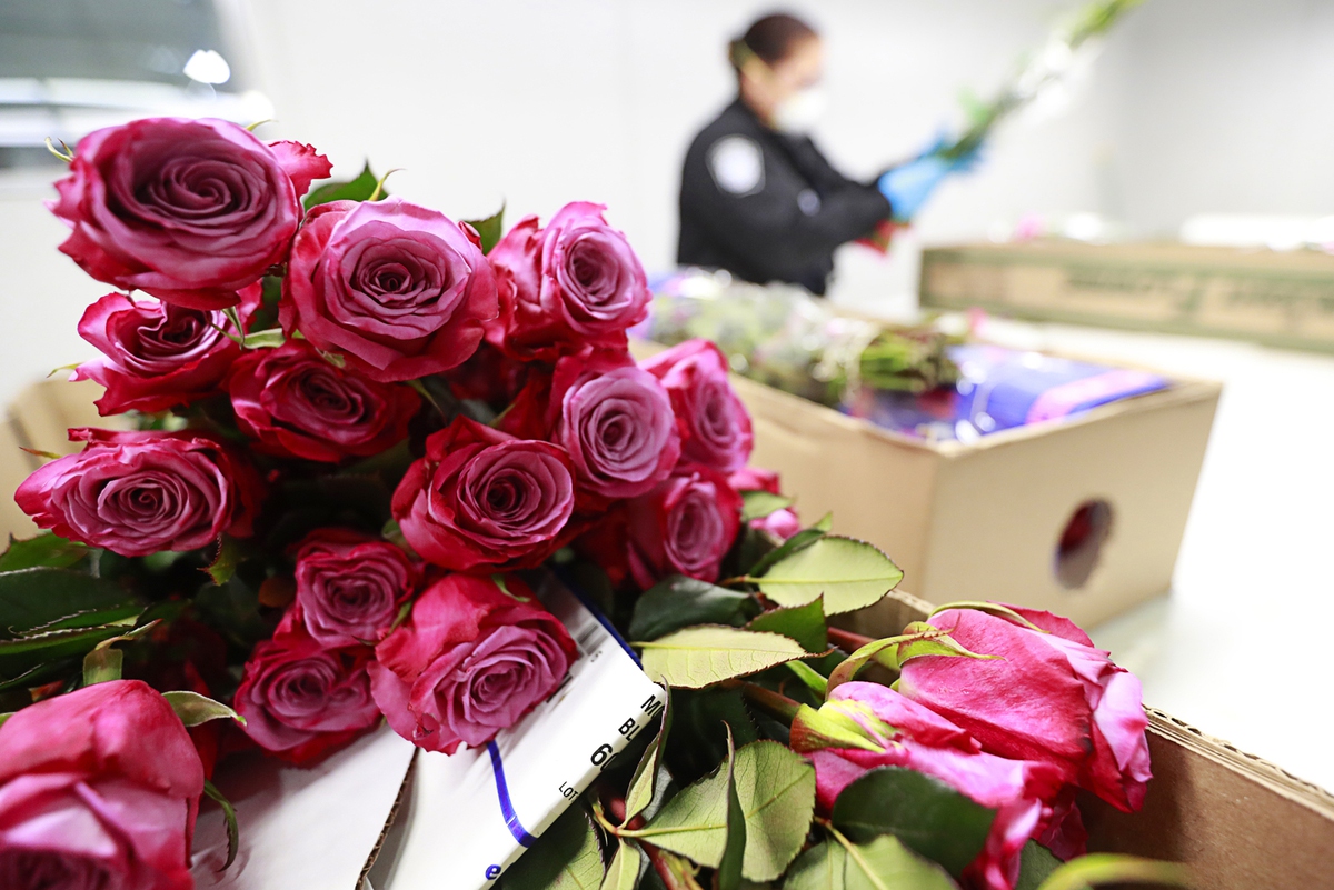 Petal to metal: Rose inspections didn't stop during shutdown - Las ...
