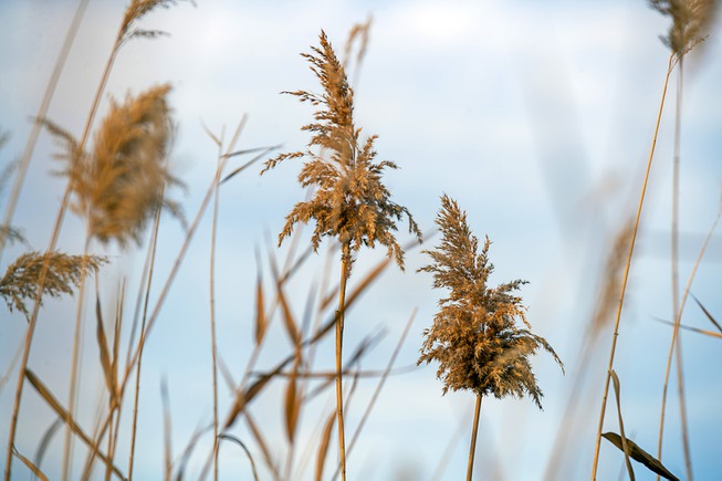 Desert National Wildlife Refuge - Phragmites, a perennial, wetland ...