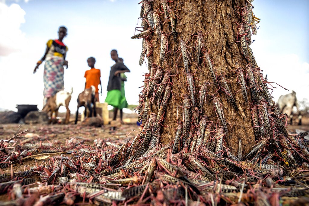 New, larger wave of locusts threatens millions in Africa - Las Vegas ...