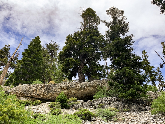 Mount Charleston Hiking Trails - A view of Griffith Peak trail at Mount ...