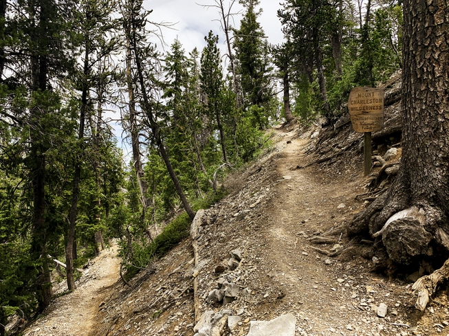 Mount Charleston Hiking Trails - A view of Griffith Peak trail at Mount ...
