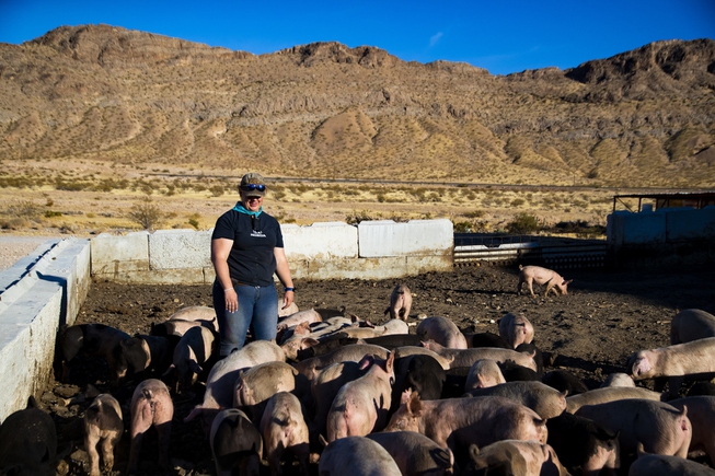 Pumpkin Recycling for Pigs - Manager Sarah Stallard watches pigs at Las ...