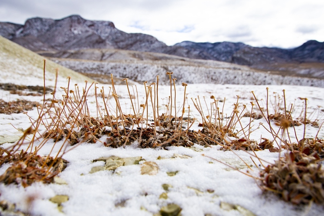 Tiehm's Buckwheat - Dormant Tiehm's Buckwheat plant at Silver Peak ...