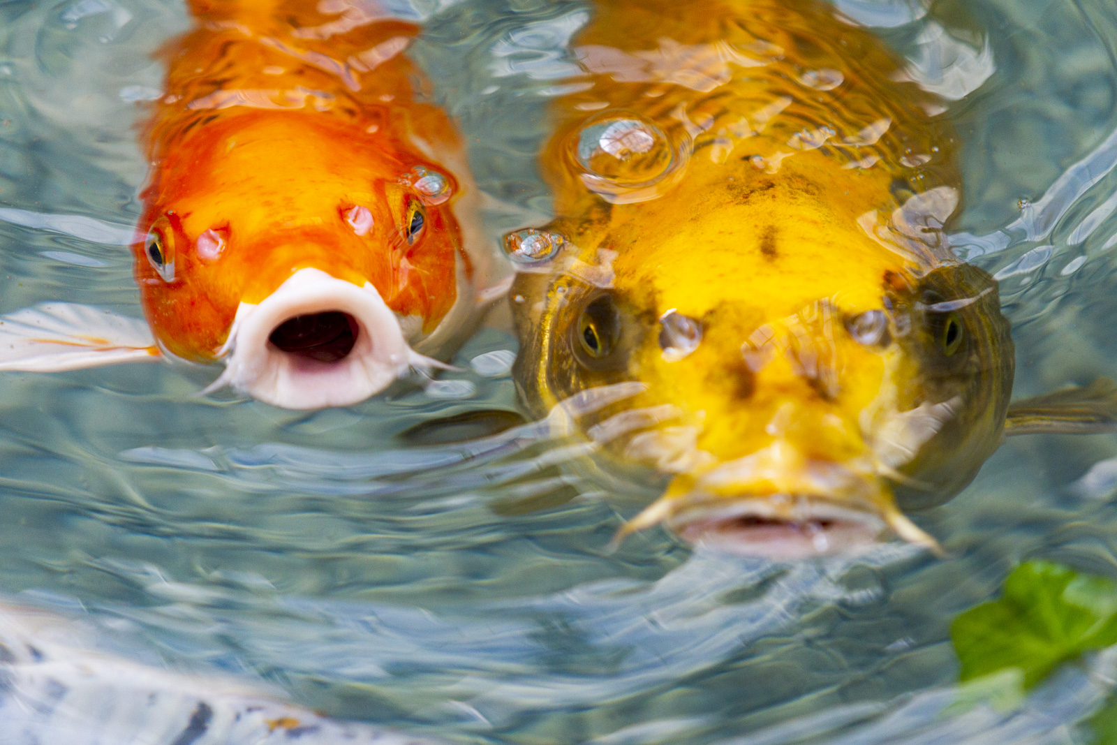 'Springtime Celebrations Around the World' - Las Vegas Sun News