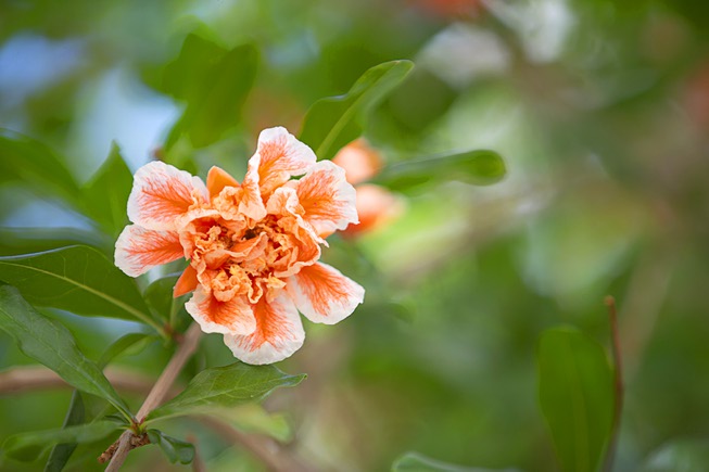 Desert Landscaping - A blossom is shown on a Japanese pomegranate tree ...