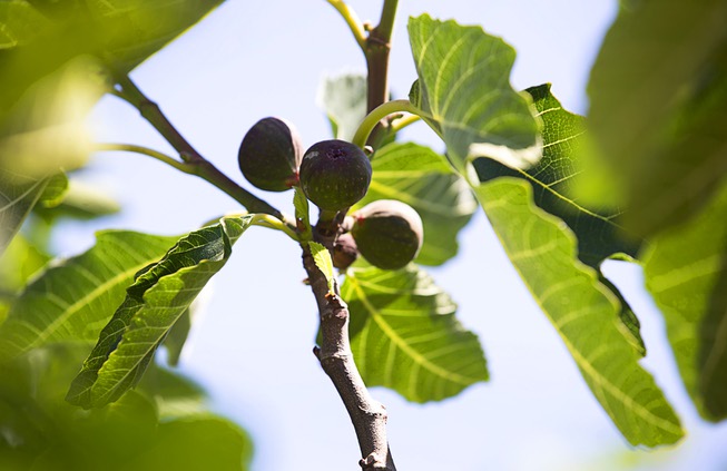 Desert Landscaping - Figs are shown on a fig tree at the University ... -