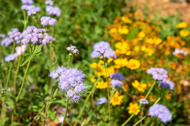 Springs Preserve - A look at the Springs Preserve, a 180-acre preserve ...