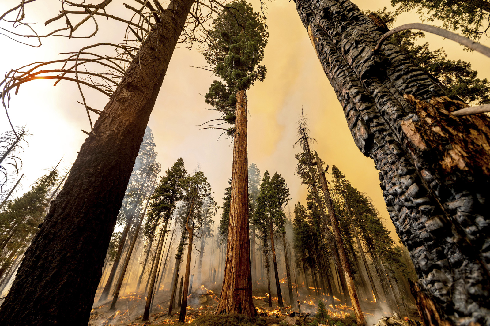 Wildfire at Sequoia National Forest - Las Vegas Sun News