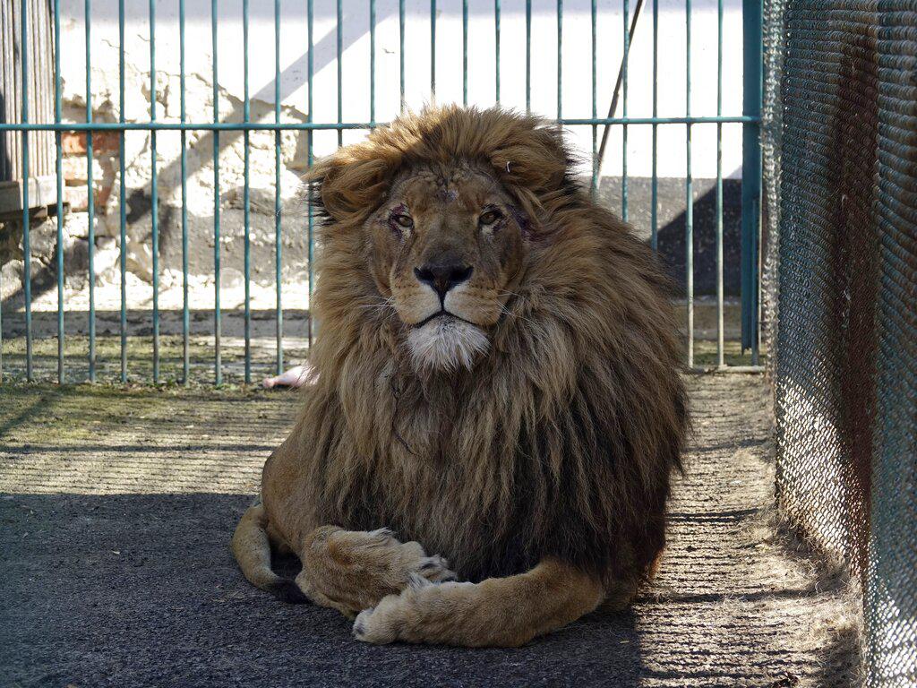 Simba the lion, wolf safely evacuated from war-torn Ukraine - Las Vegas ...