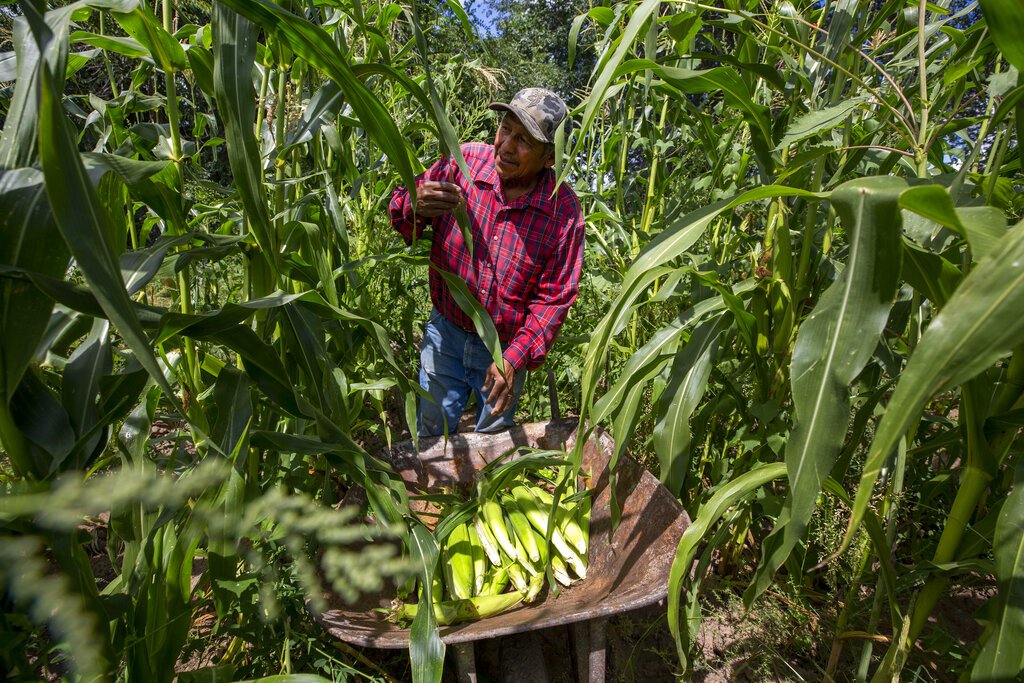 Tribe seeks to adapt as climate change alters ancestral home - Las ...