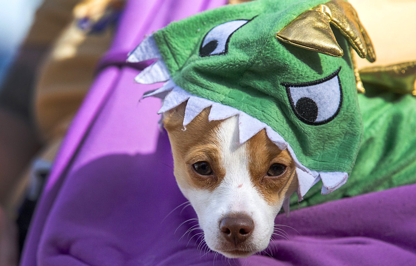 16th Annual Blessing of the Animals - Las Vegas Weekly