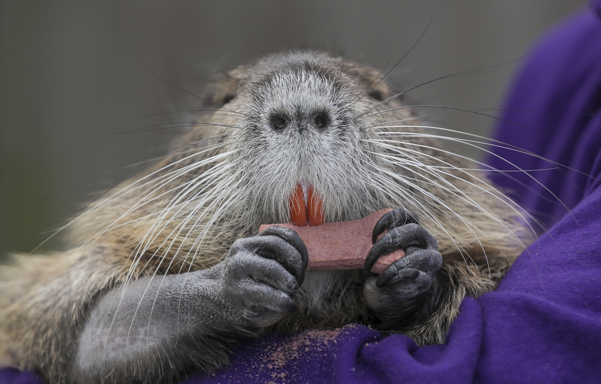Louisiana works out deal for family to keep pet nutria - Las Vegas Sun News