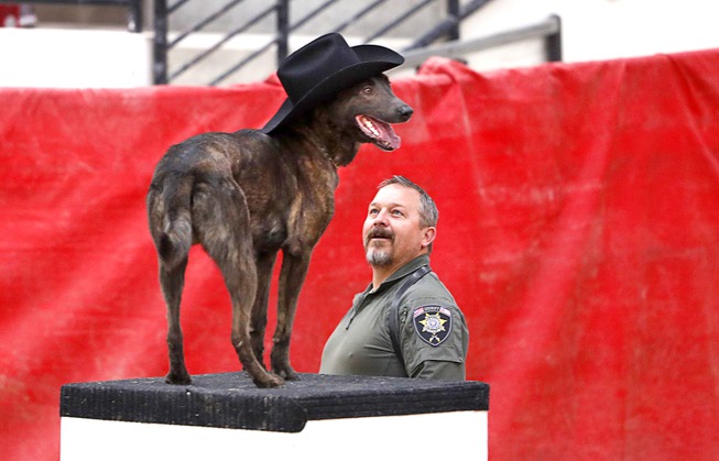 31st Annual Metro K-9 Trials - Mike Graf, with the Utah County Sheriff ...