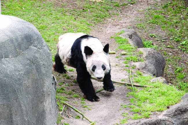 Memphis Zoo bids farewell to panda ahead of return to China - Las Vegas ...