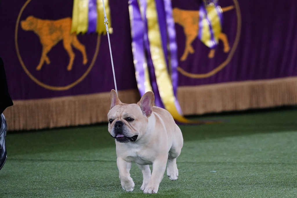 The Frenchie becomes a favorite — and a dog-show contender - Las Vegas ...
