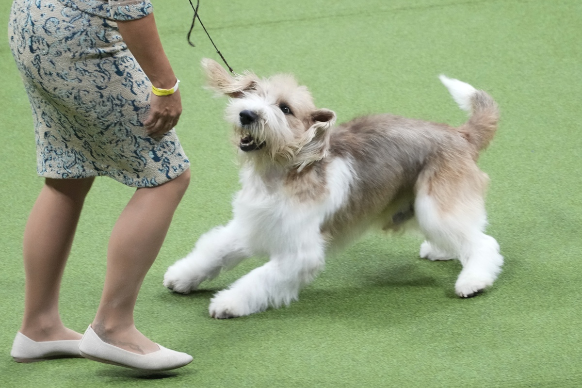 Peke, Frenchie, Aussie and, yes, PBGV make dog show finals - Las Vegas ...