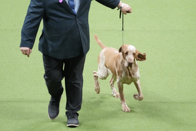 Dog co-owned by country's Tim McGraw wins new breed at show - Las Vegas ...