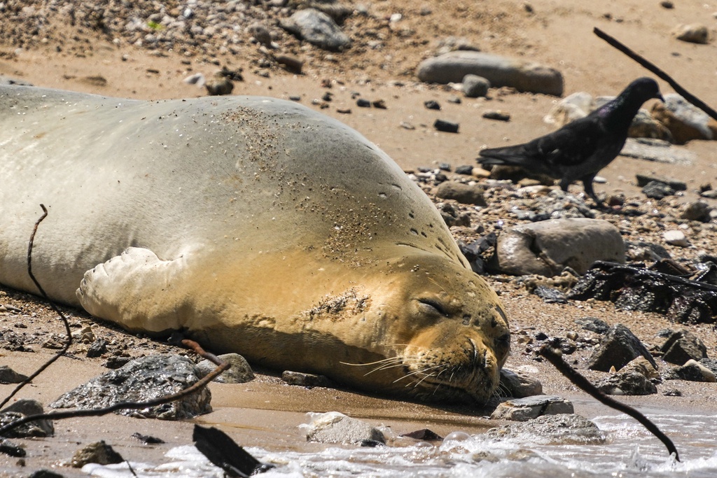 A rare seal named Yulia basks on Tel Aviv beach - Las Vegas Sun News