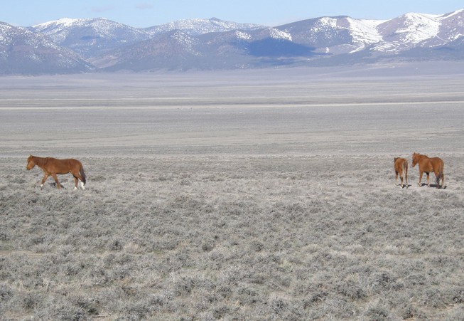 BLM aims to round up more than 3,000 wild horses over six weeks - Las ...