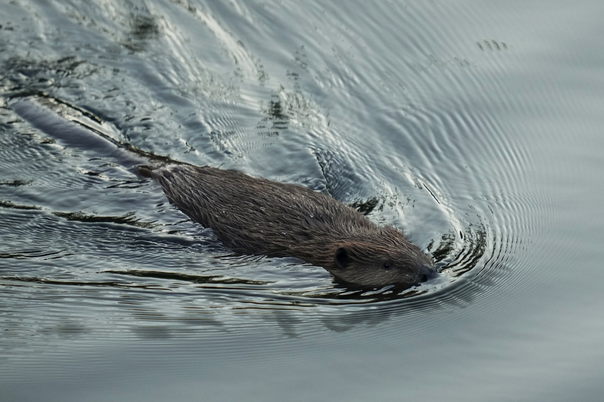 California aims to tap beavers, once viewed as a nuisance, to help with ...