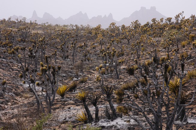 Progress made against massive California-Nevada wildfire but flames ...