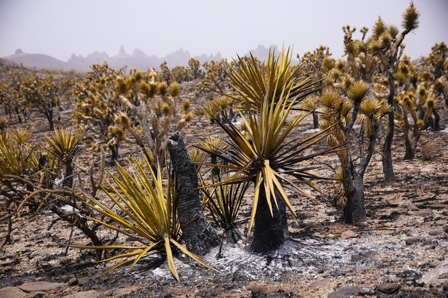 Terrain damaged by California-Nevada wildfire might take centuries to ...