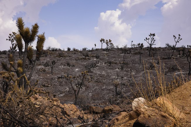 York Fire’s spread heralds the start of persistent wildfire season in ...