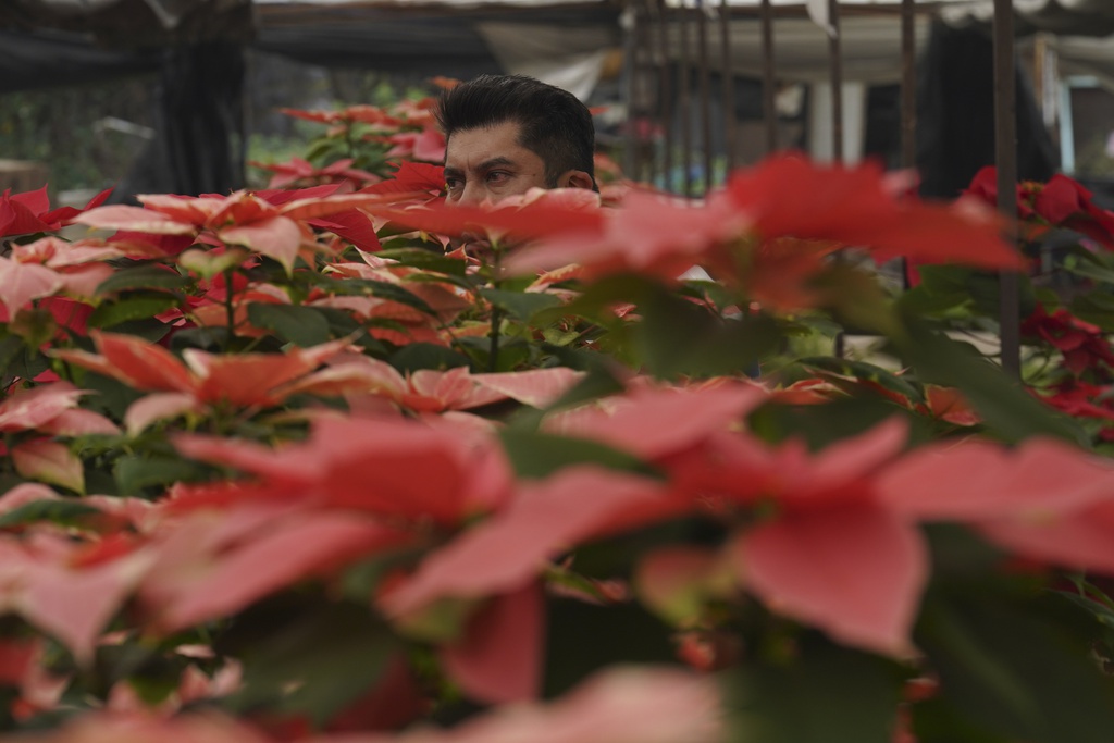 The checkered history of the poinsettia's namesake and the flower's ...