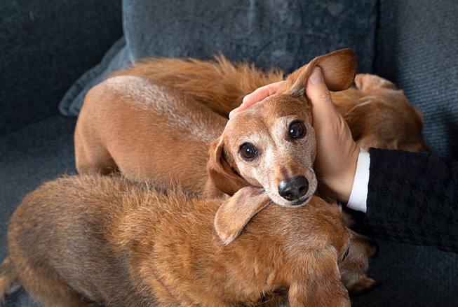 Photograph : Dachshund Adventures - Las Vegas Sun News
