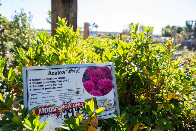 Water experts provide list of best greenery for desert-dwelling ...