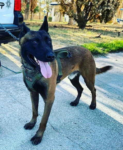 Police dog suffers stab wounds in Las Vegas incident, is expected to ...
