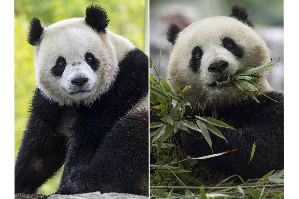 The Panda Party is back on as giant pandas will return to Washington's ...