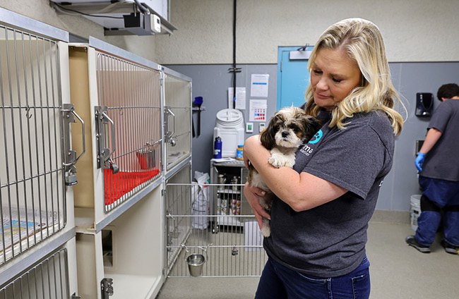 When boom of fireworks cause pets to panic, Las Vegas shelter ready to ...